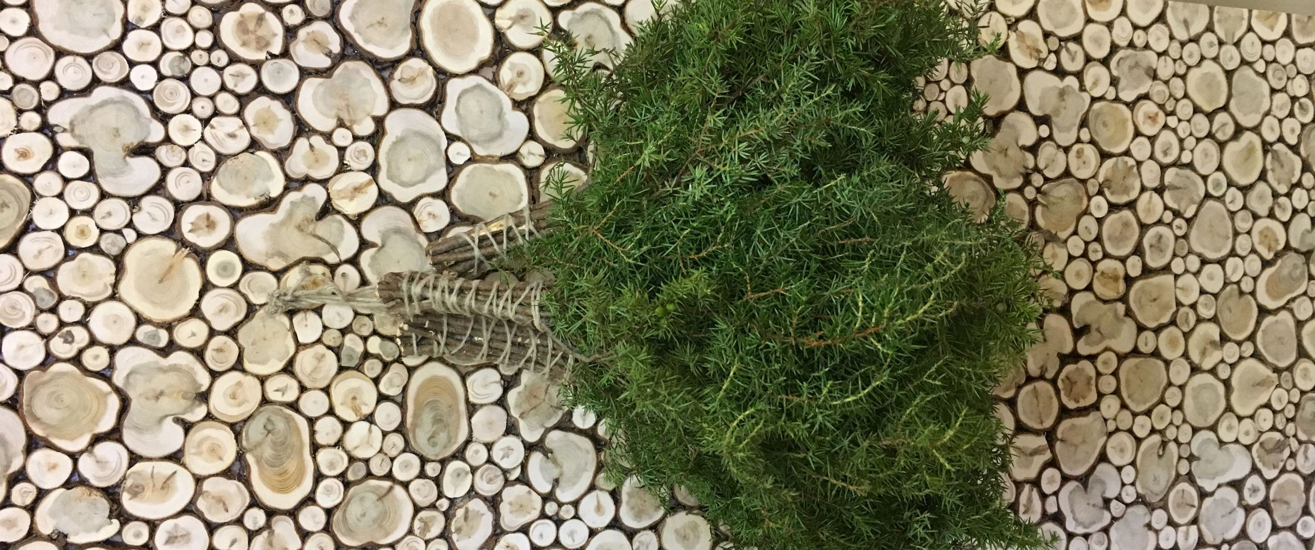 Saaremaa Juniper – Juniper wall panels and saunas from Saaremaa